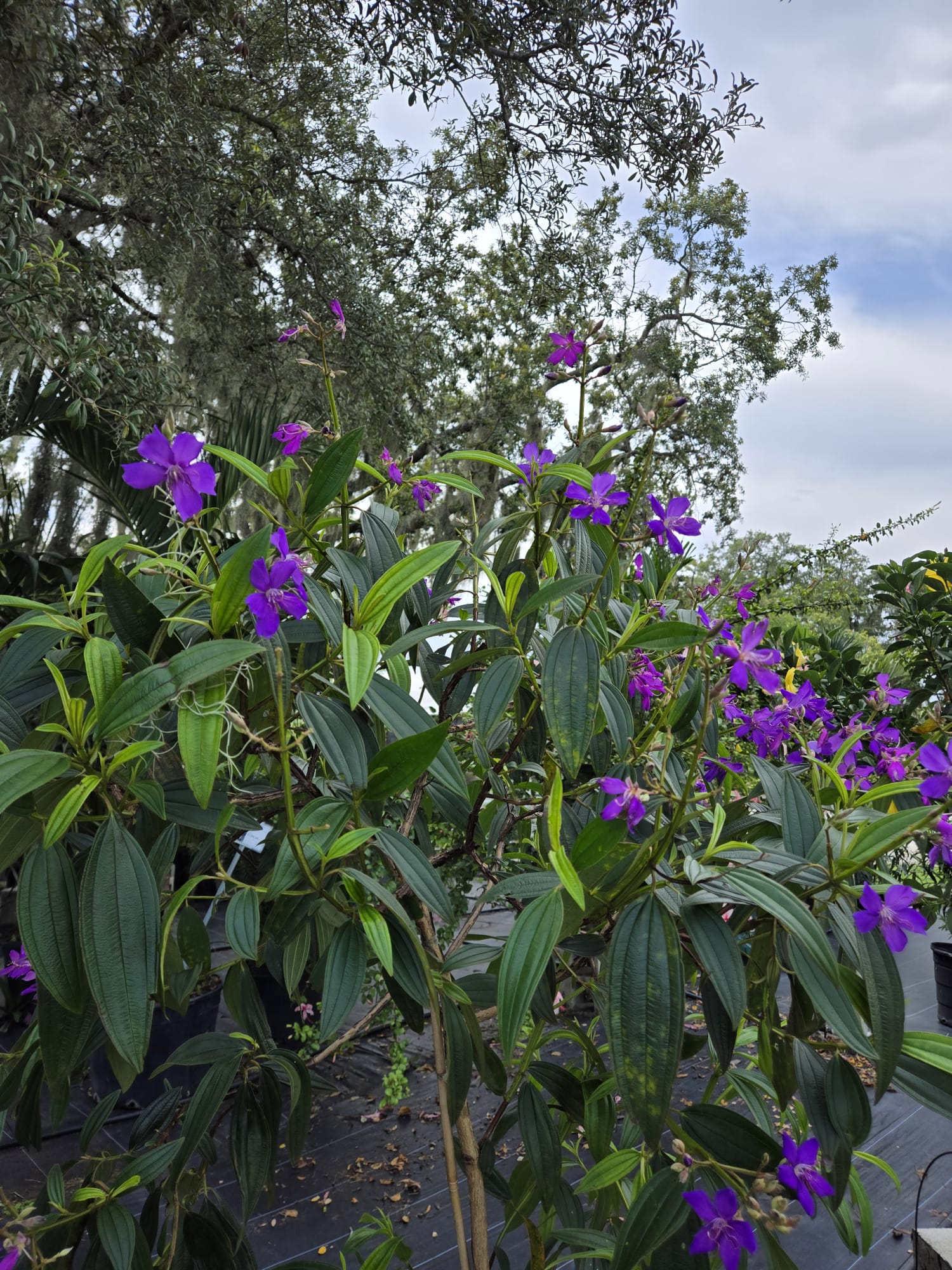 Transform Your Lakeland Garden with Spirit Lake Garden Center: Your ...